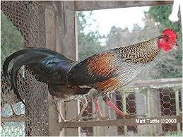 Las aves : Razas de gallos