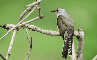 Daftar Resmi Harga Burung Kedasih Update Terbaru Ketika Ini