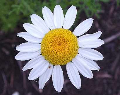 La Manzanilla: "La Manzanilla"