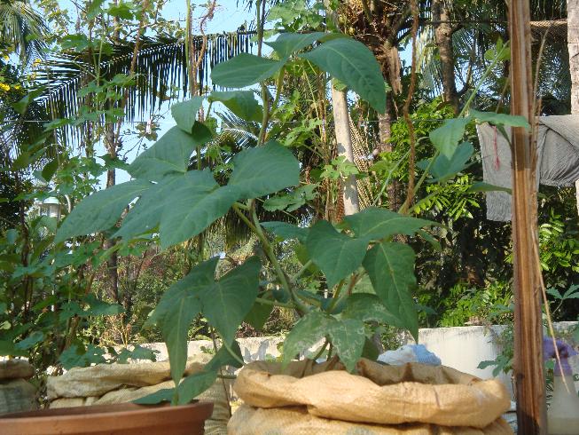Organic micro farm and vegetable terrace garden : Growing Long Bean ...