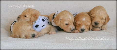 the Hatch Family: How to photograph puppies