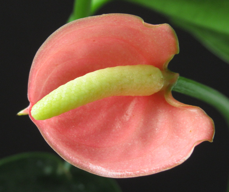 Plants are the Strangest People: Anthurium nos. 1364, 1734, 1666, 1362 ...