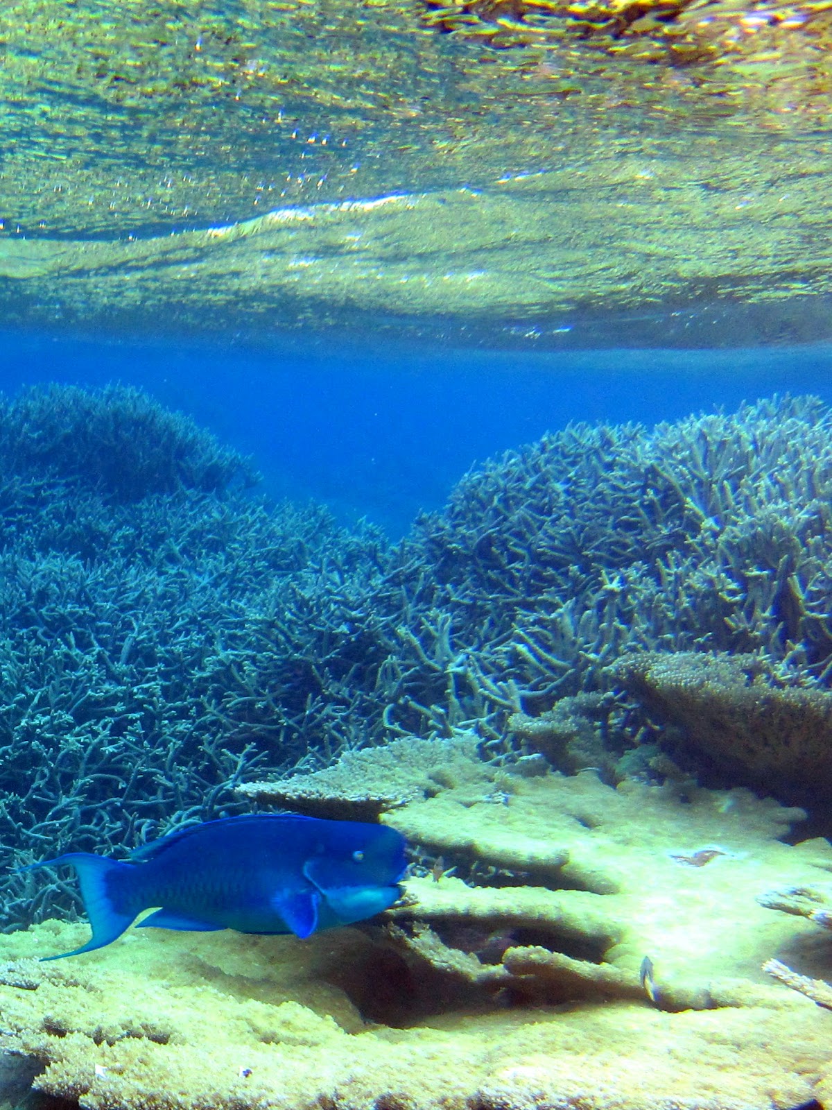 NOAA Coral Reef Ecosystem Division – Mission Blog