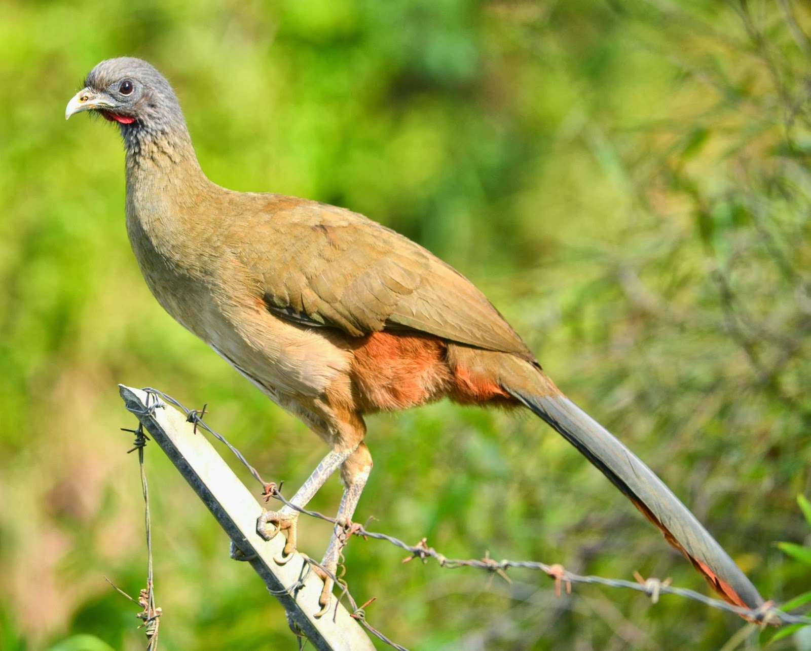 Aves de Jardín . Birds in our garden: diciembre 2009
