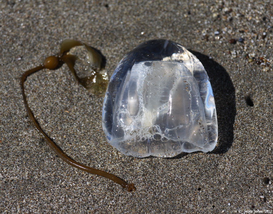 The Natural History of Bodega Head: Giant Bell Jelly