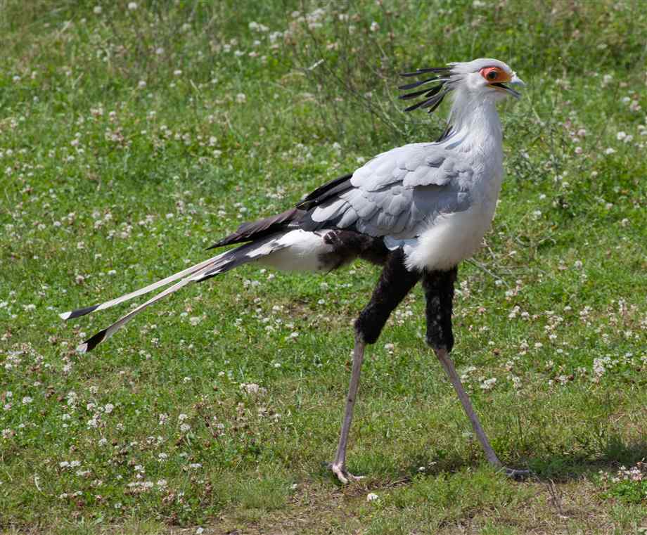 Funny Pictures Gallery: secretary bird, secretary bird facts, secretary ...