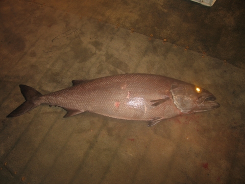 Han's kitchen: Introducing The Fishes That We Use For Our Yummy Fillets ...