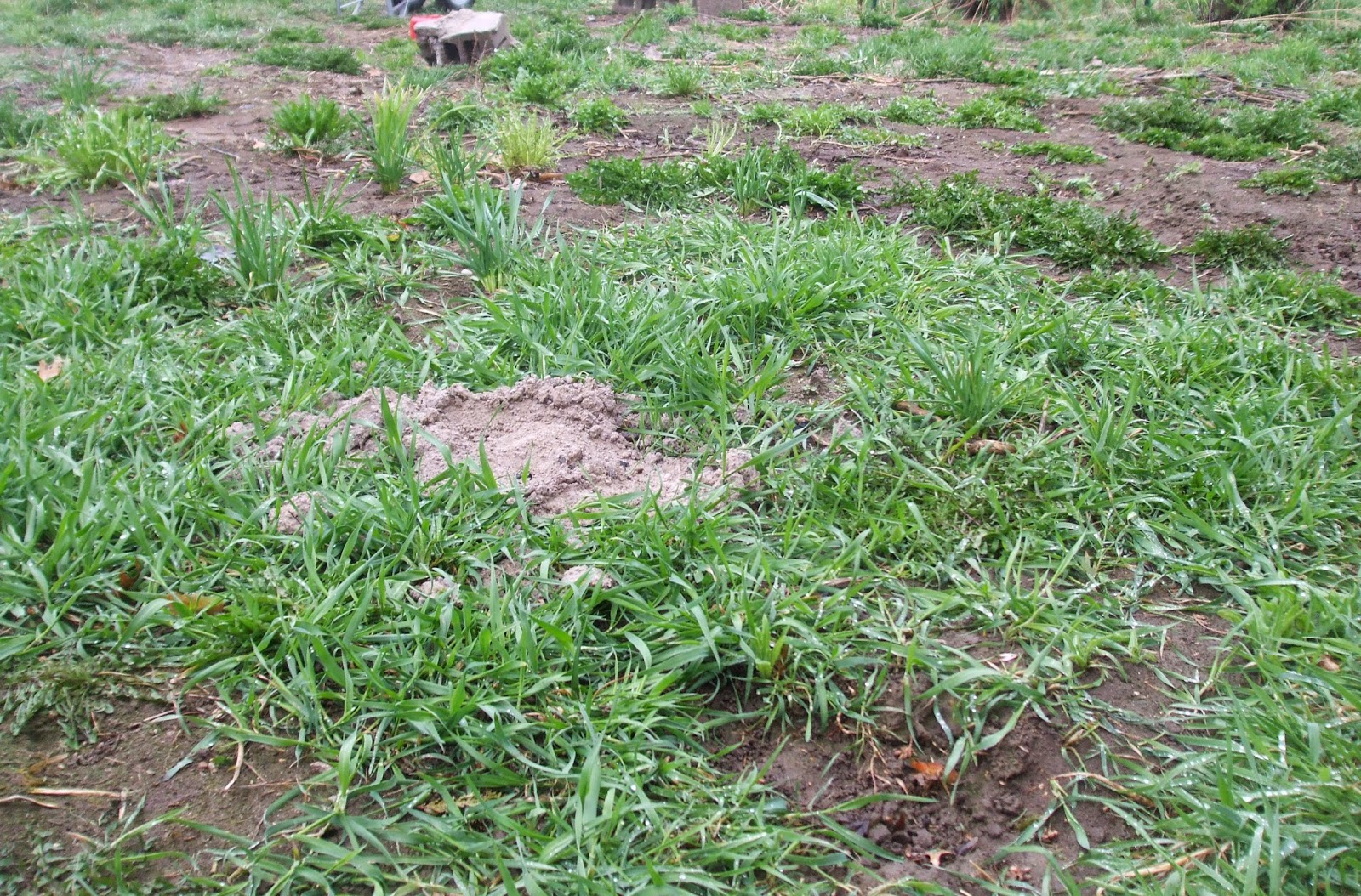 The Yeoman Farmer: Fortified