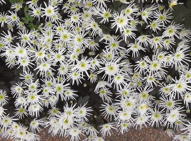 My Virtual Garden 2: Mums and More