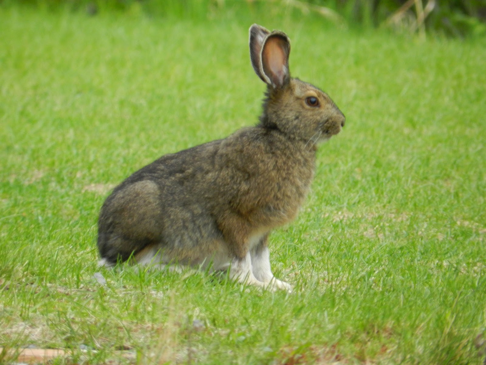 Nature in a Nutshell: Lepus americanus