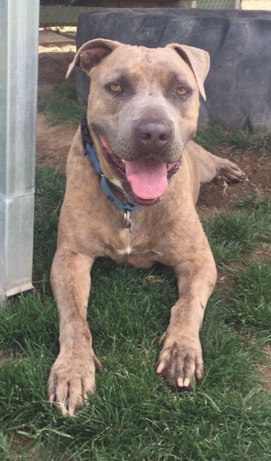 Fresno Bully Rescue: Ranger