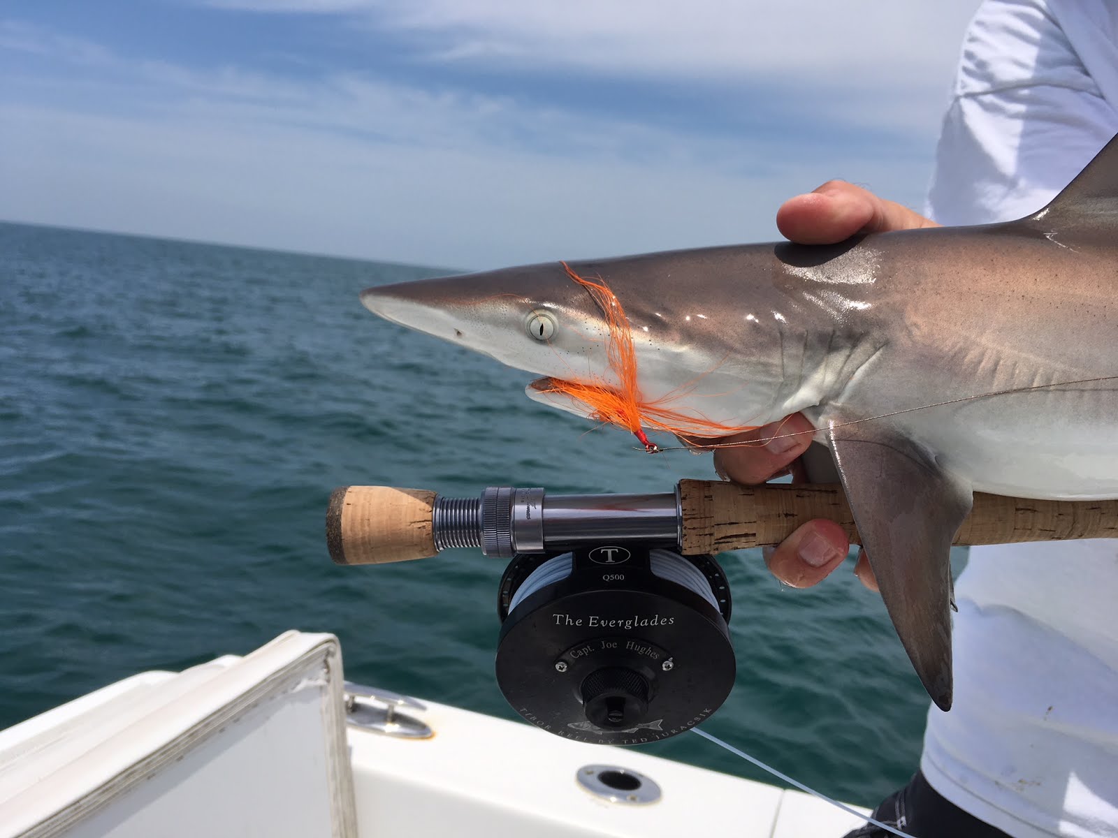Jersey Cape Guide Service: More Sharks on the Fly