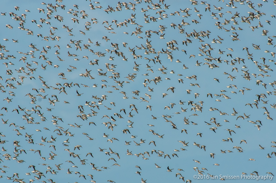 A passion for birds...: A Wrybill or two (thousand)