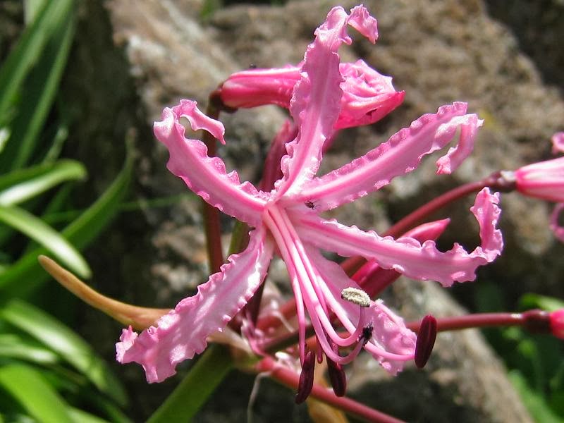 HOW TO GROW THE GUERNSEY LILY - Nerine bowdenii |The Garden of Eaden
