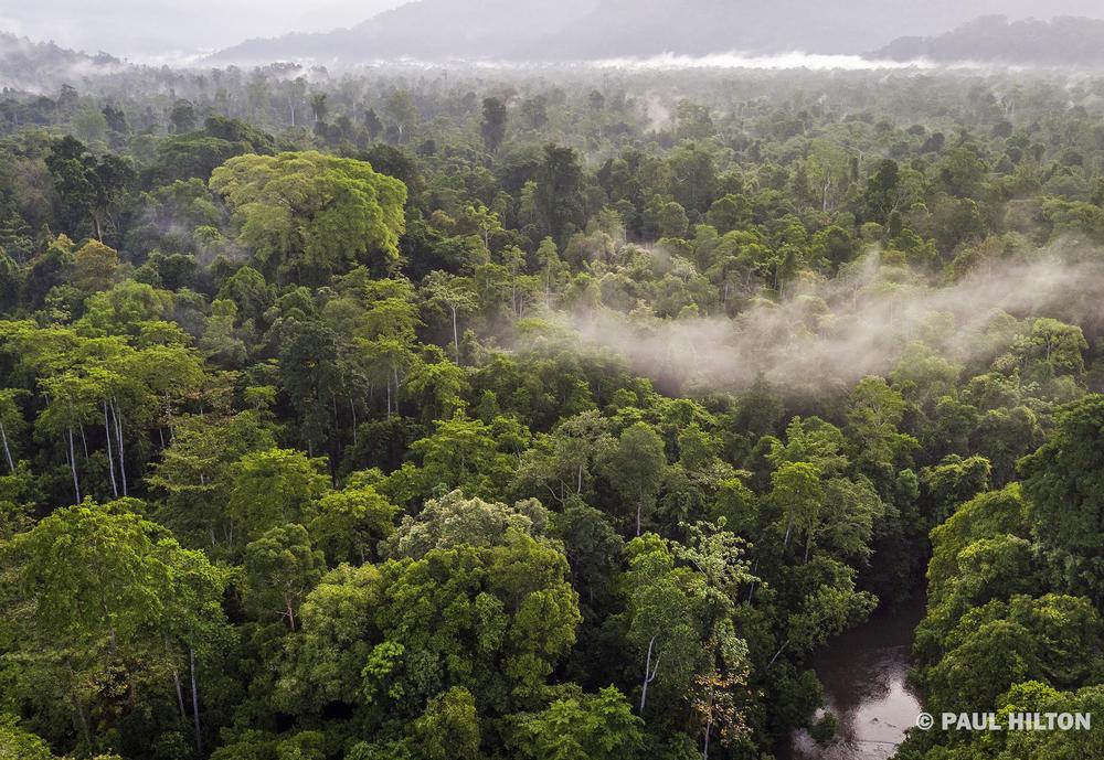 Leuser Galery - LEUSER CONSERVATION FORUM