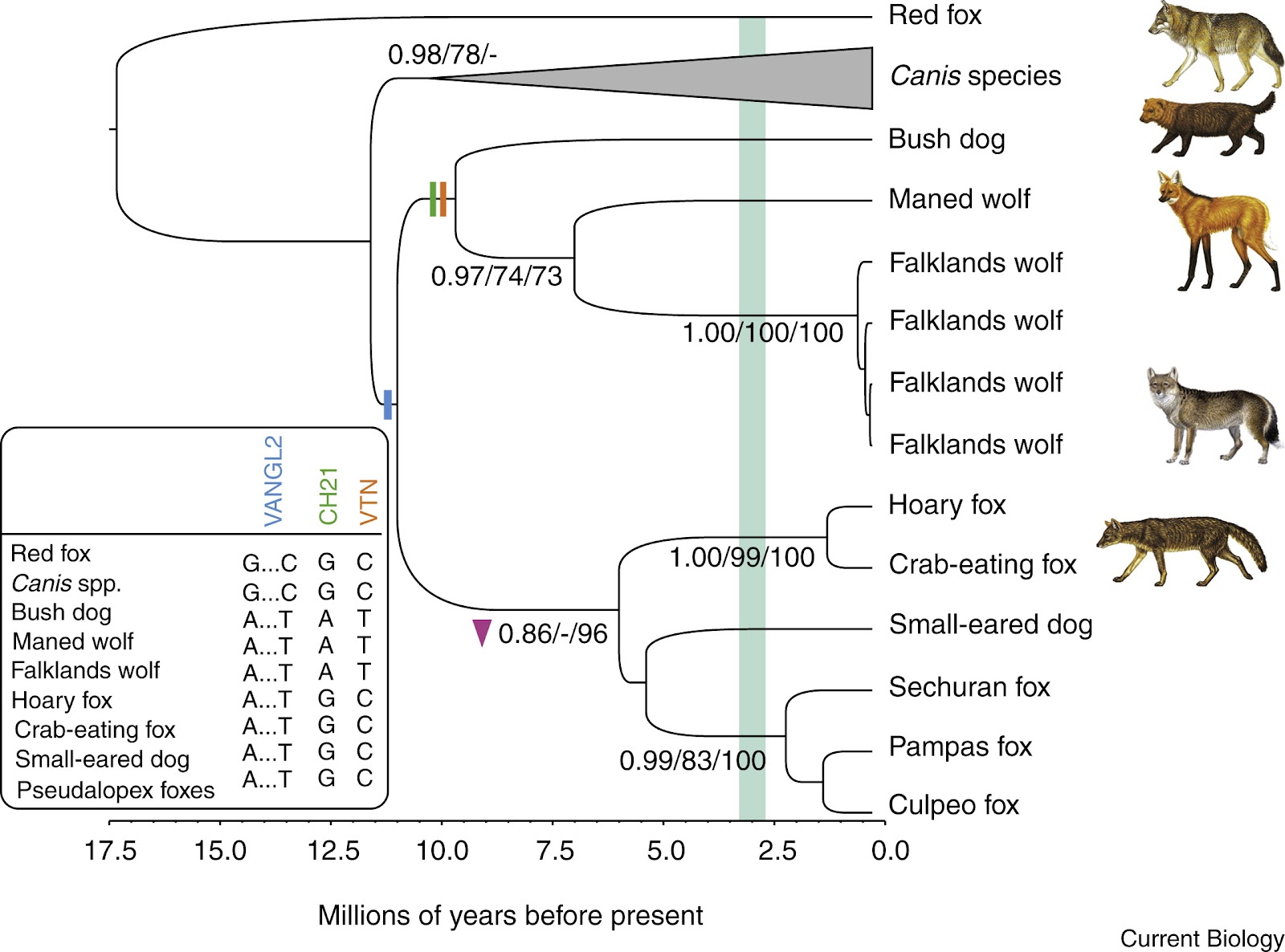 Lycographos: Evolutionary history of the Falklands wolf: VVAA (2009)