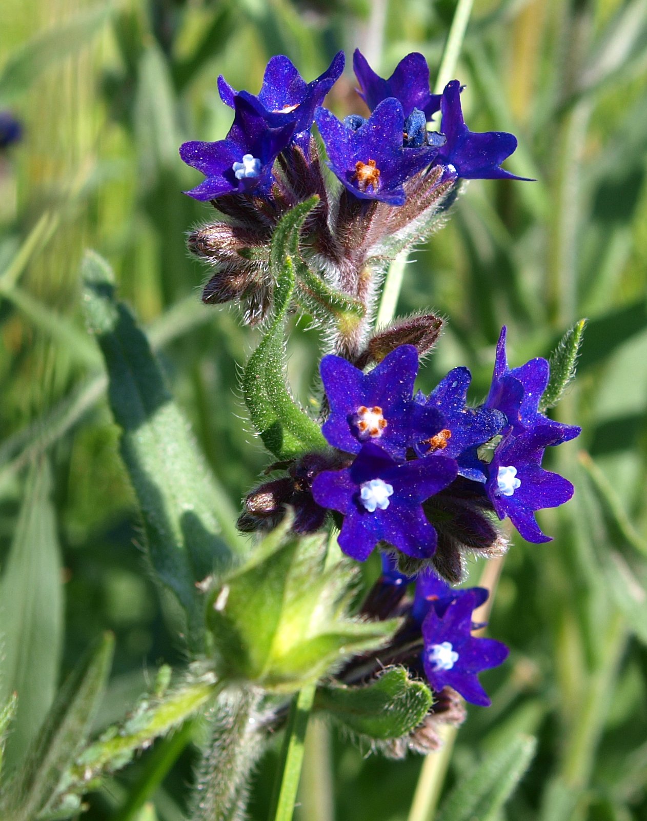 EvaMaria: Poľné kvety