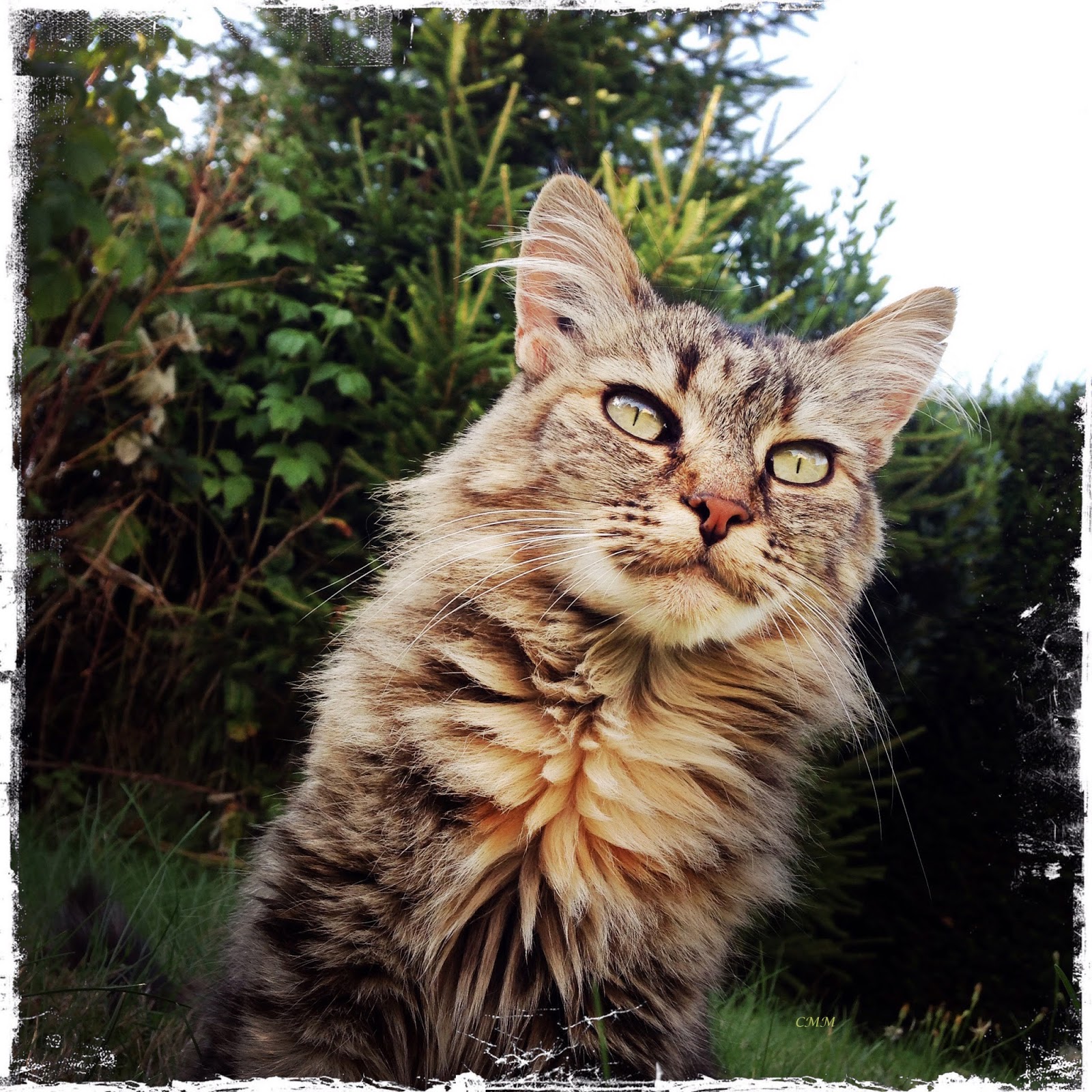 Lucilius: Madame Trololo the Cat