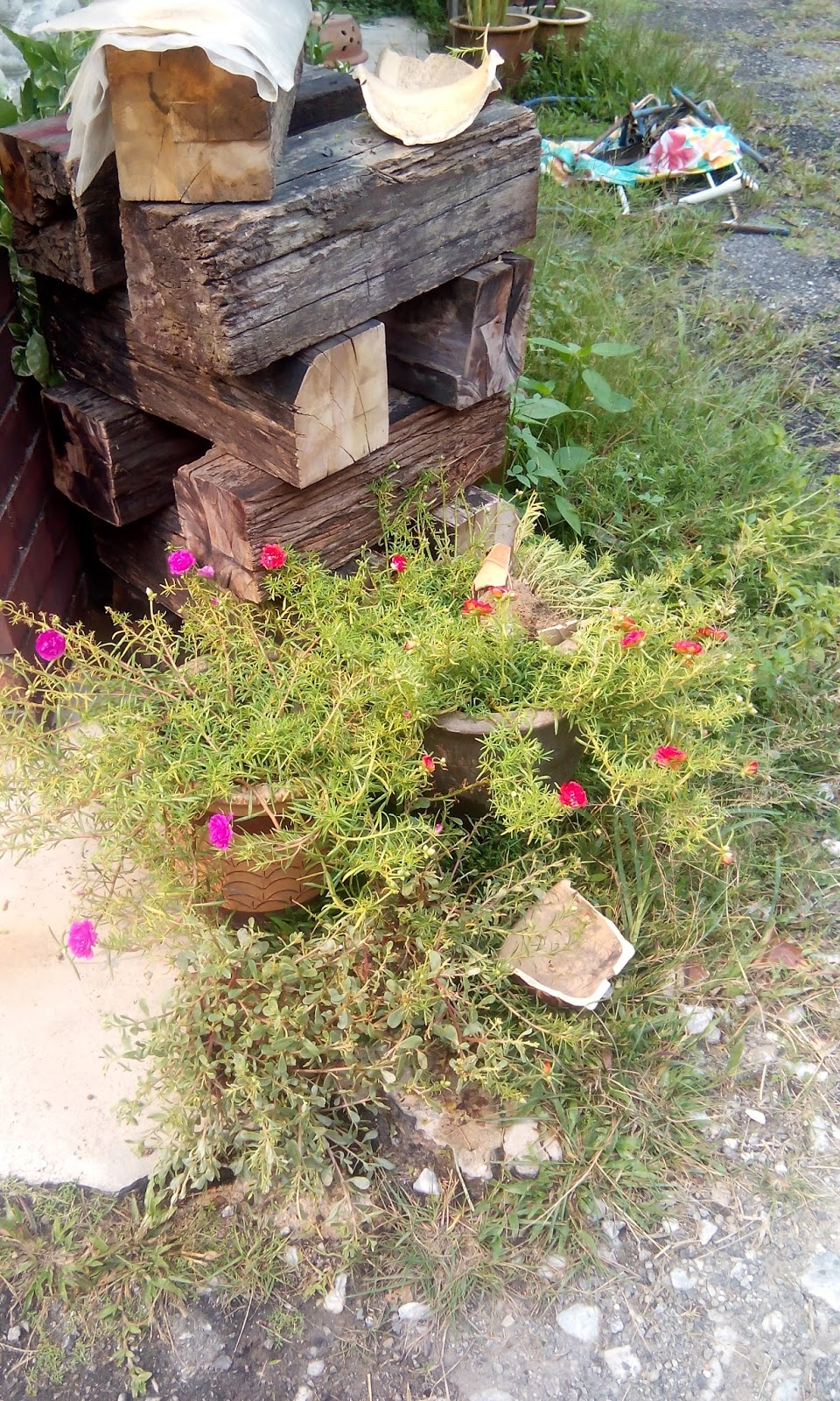 Belajar-Bertanam-tanaman: Bunga 10 pagi