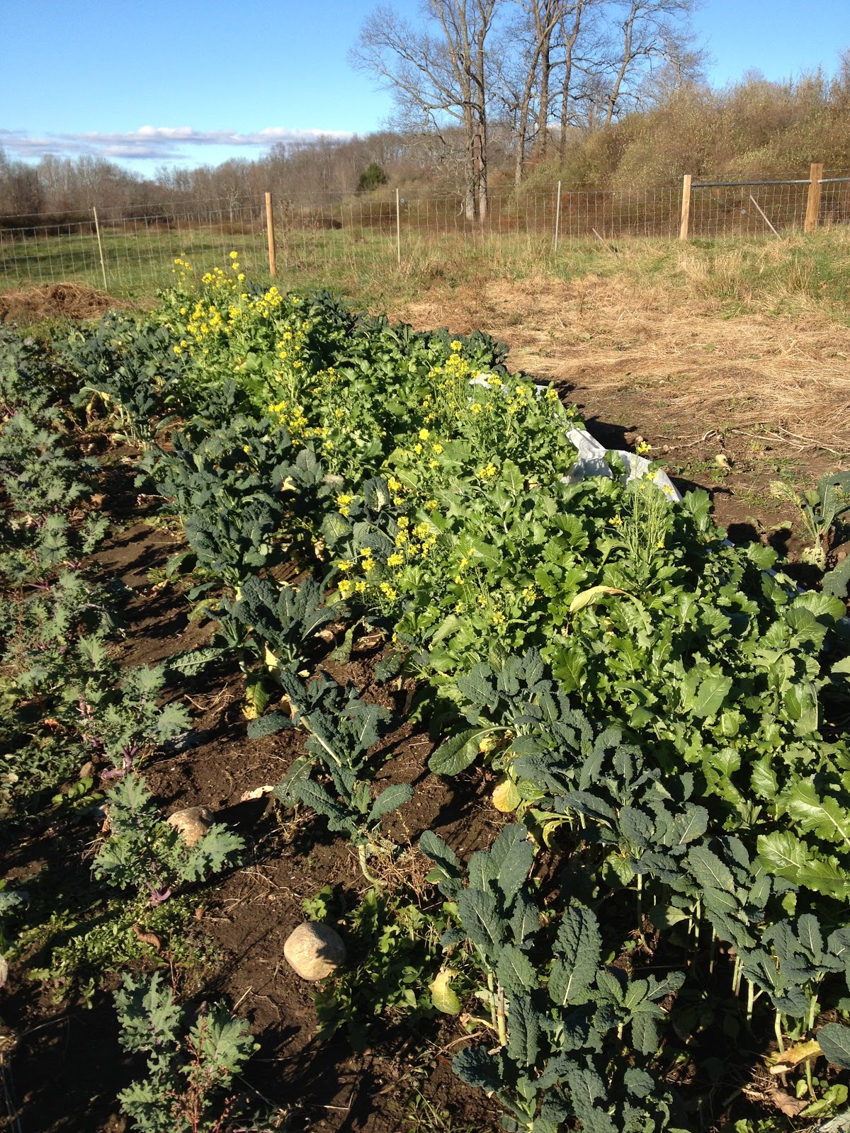 EcoHouse at Spring Valley Student Farm: Emergency Update