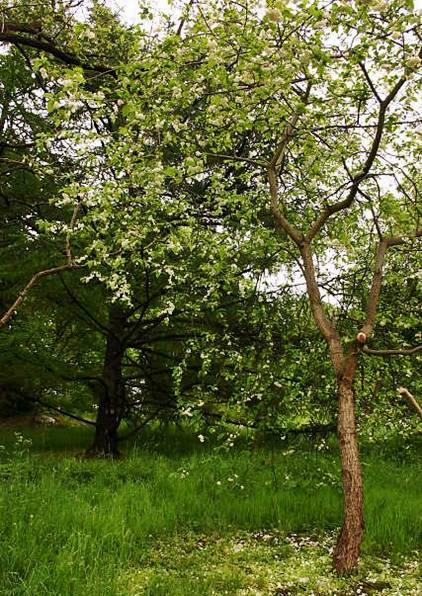 Halesia - Tree Directory