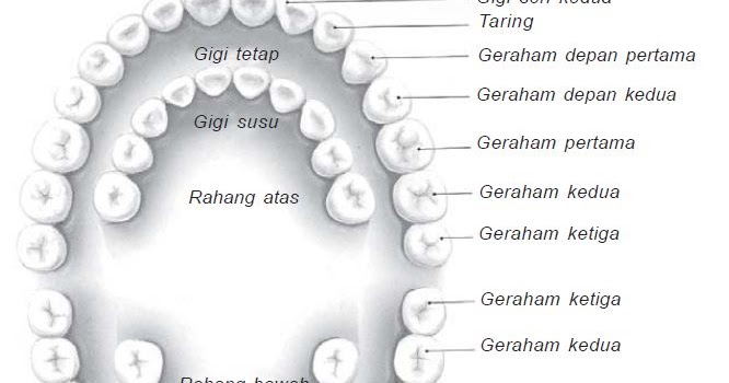 gambar jenis gigi dan fungsinya - Pippa Blake