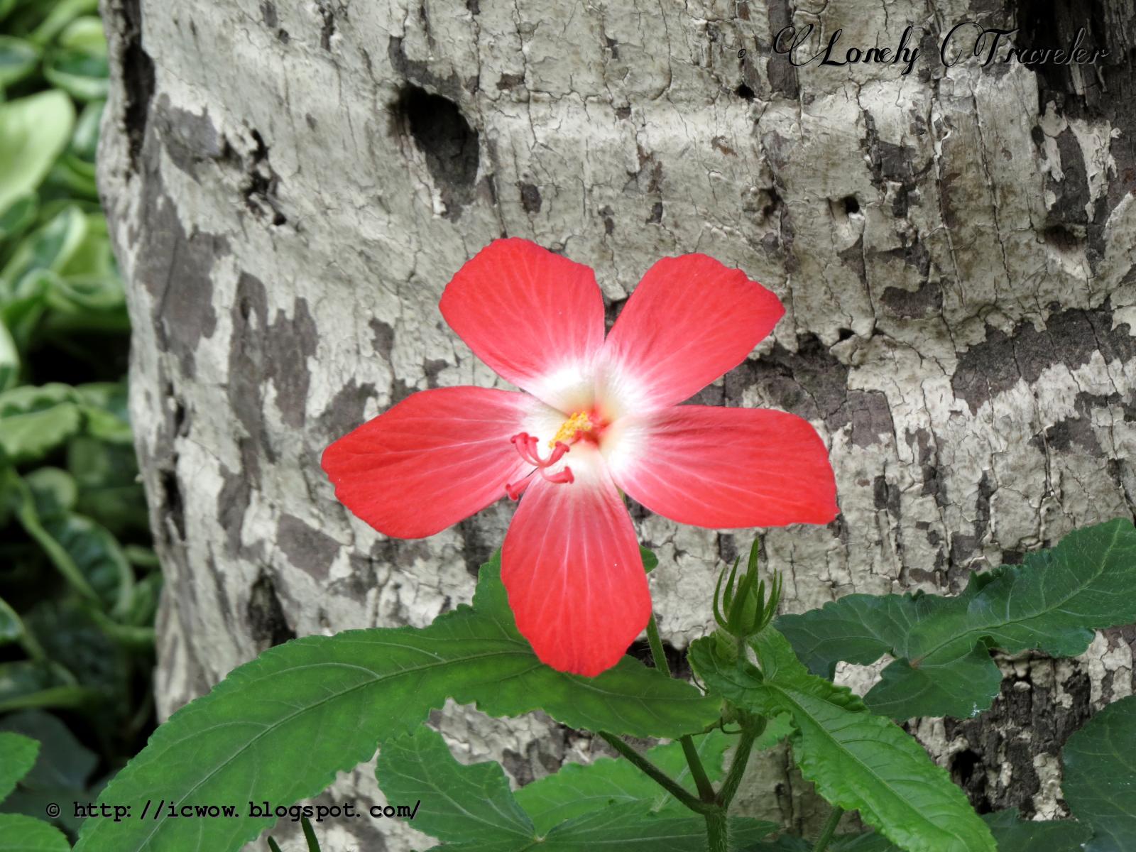 Pink Swamp Mallow - Abelmoschus sagittifolius
