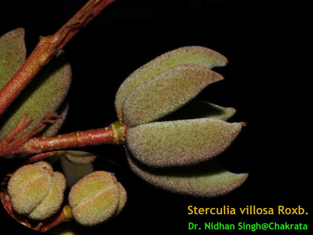 Medicinal Plants: Sterculia villosa, Elephant rope tree, Udal