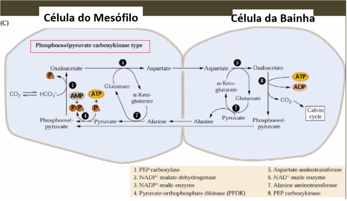 AGRONOMIA: Plantas C4