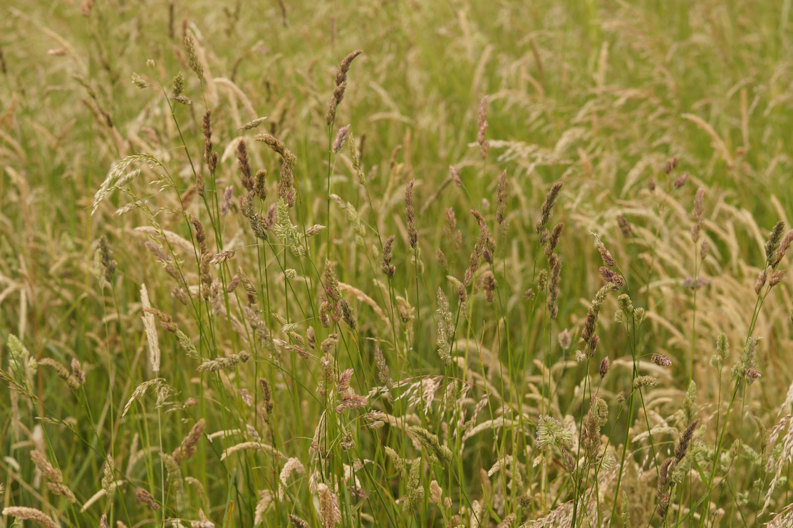 The whispering long grass - Sophie in the Sticks
