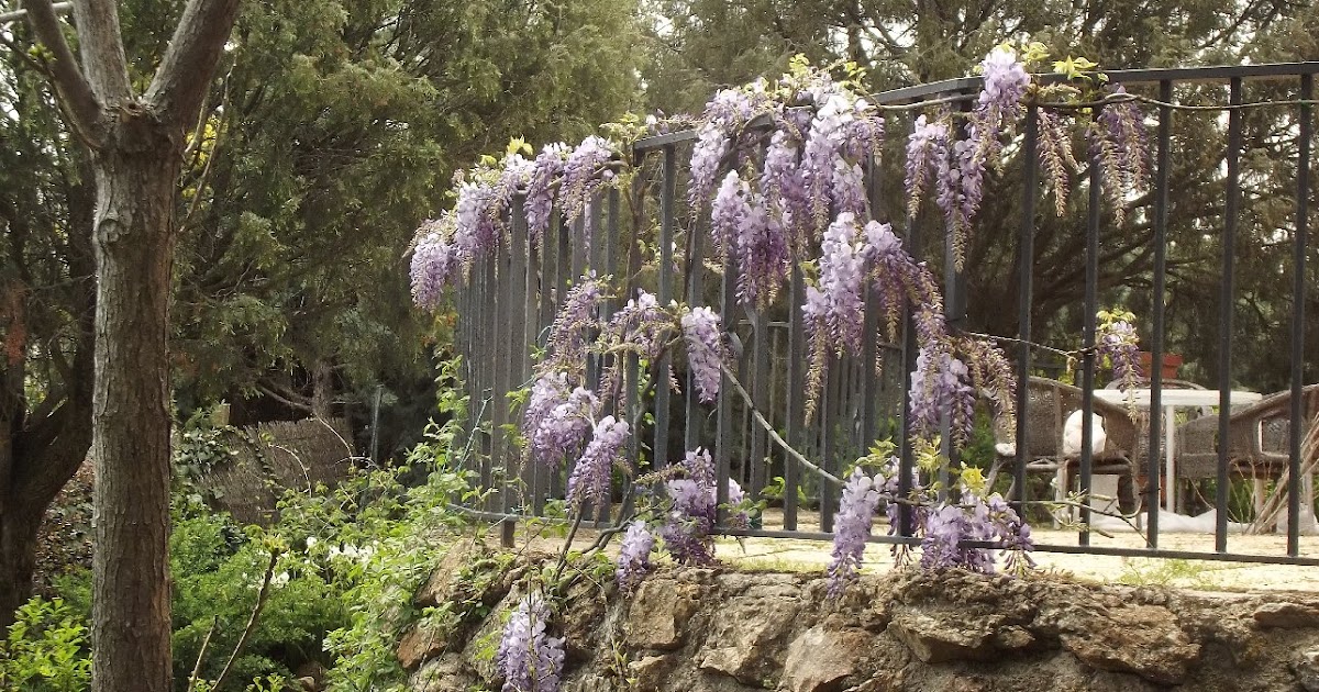 El jardín de la alegría : Wisteria chinensis (Glicinia) por fin en flor!