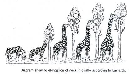 VARIOUS SORTS OF THE THEORY OF EVOLUTION | Science Lovers