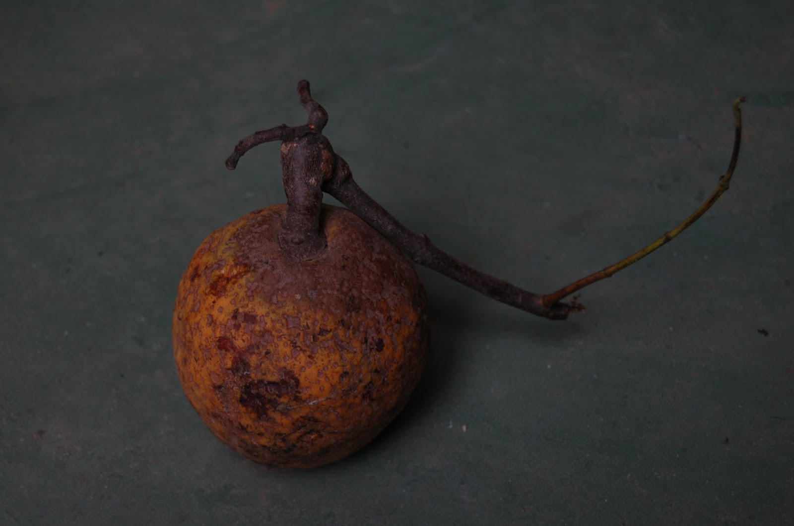 The Gambia Through My Eyes: The “first timer” fruits