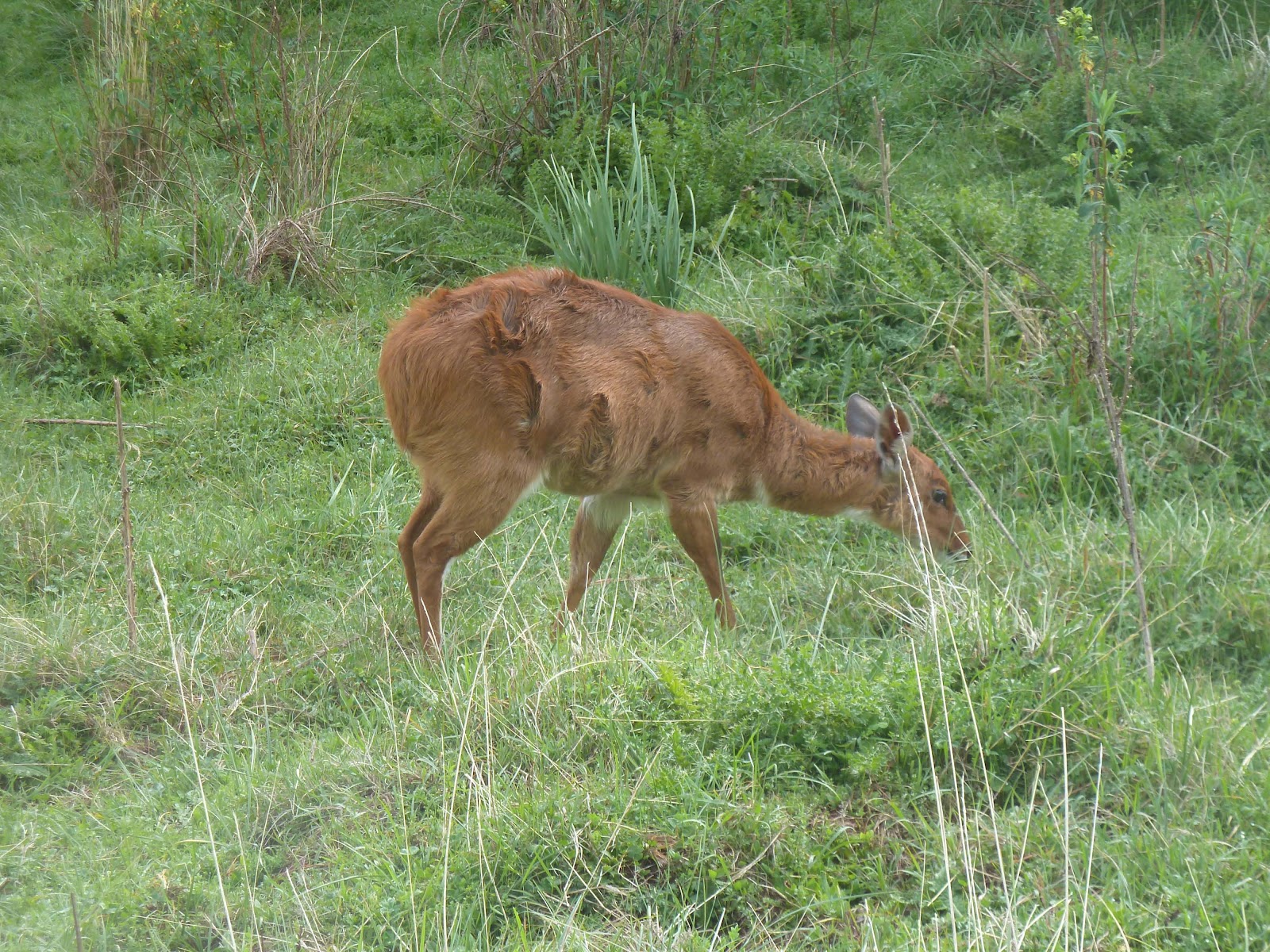 el & marty in hawassa: Bale Mountains Part II