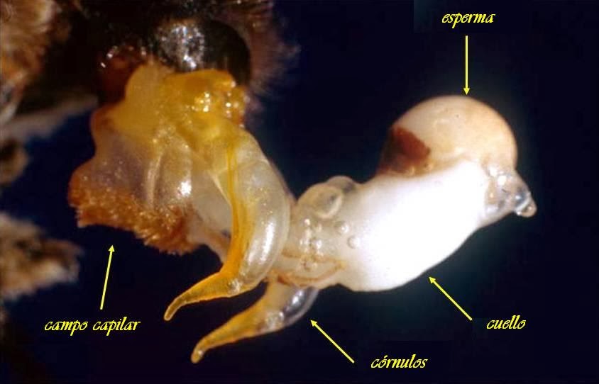 Corona Apicultores: MORFOLOGÍA DEL APARATO REPRODUCTOR DEL ZÁNGANO Y ...