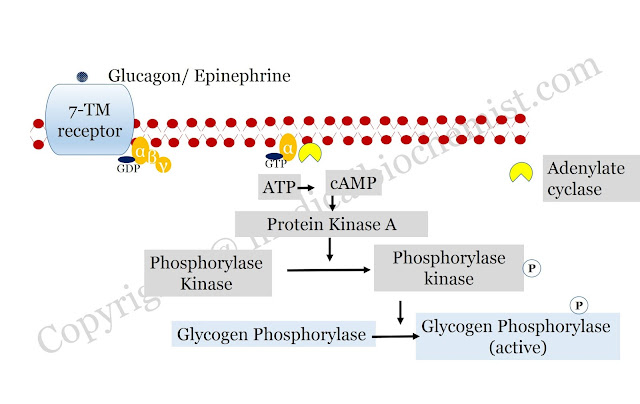 Glycogen synthesis and Breakdown Pathway: Biochemistry, Microbiology