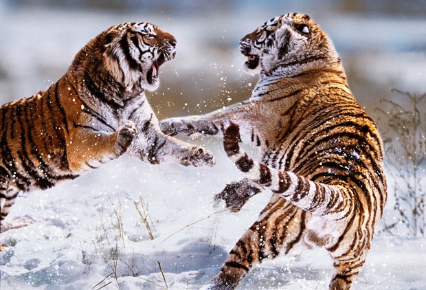 Wild Animals Fighting | Funny Collection World
