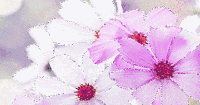 Animasi Bunga Bergerak Gif