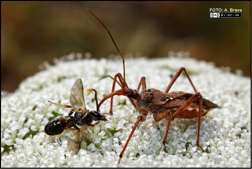 FAUNA AUXILIAR: FAMILIA REDUVIIDAE