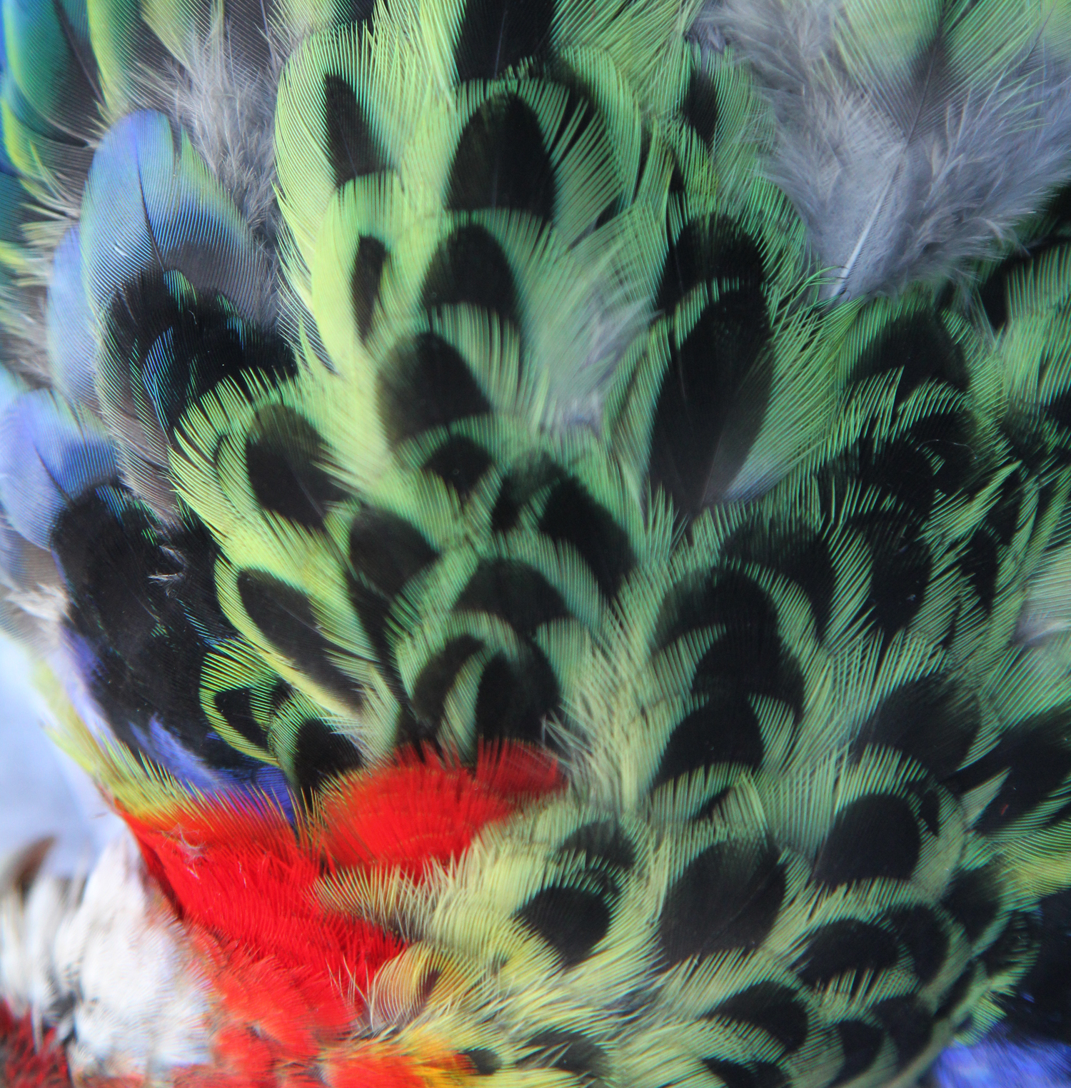 Rotorua Artist Janet Keen's Photography, Mosaics, Paintings & Writing ...