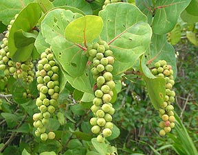 Organic Florida Farming - Utilizing Organization: Sea Grape Jam