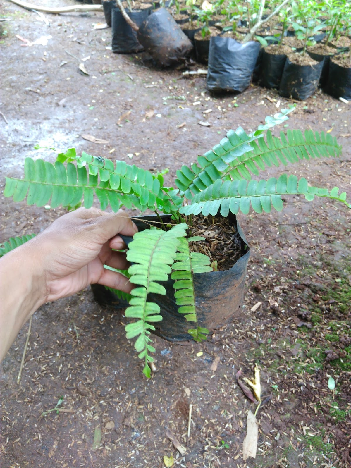 Jual Pohon Pakis Kelabang | Pohon Pakis | Pakis Haji | Tanaman Pakis ...