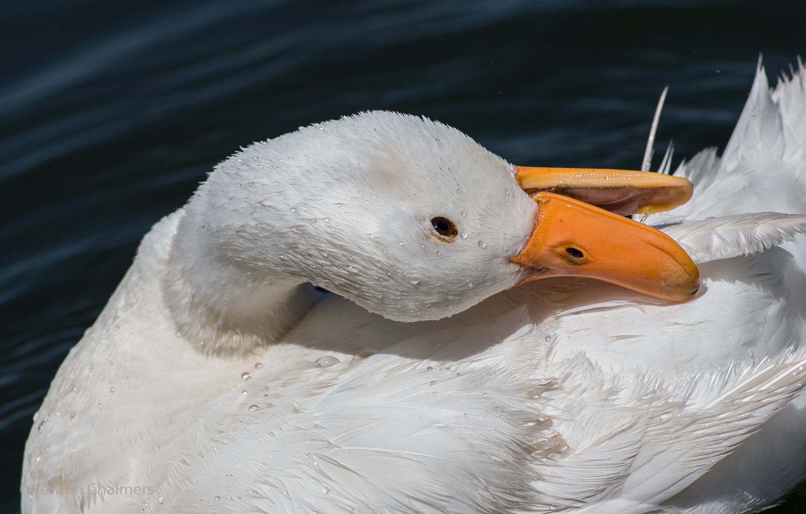 Vernon Chalmers Photography: Happy Duck with Canon EOS 7D Mark II ...