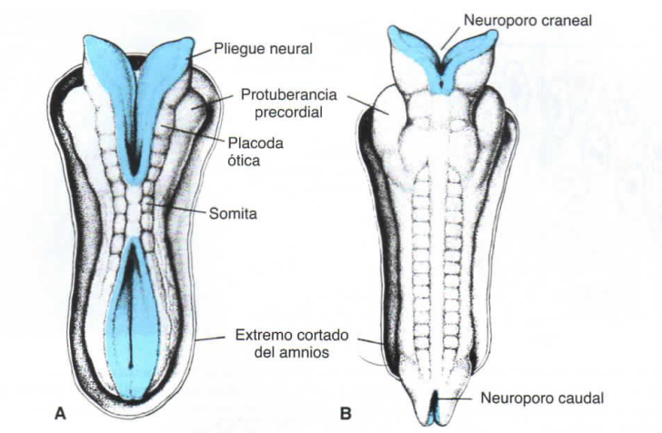 Ontogénesis del Sistema Nervioso: Formación de vesículas primarias y ...