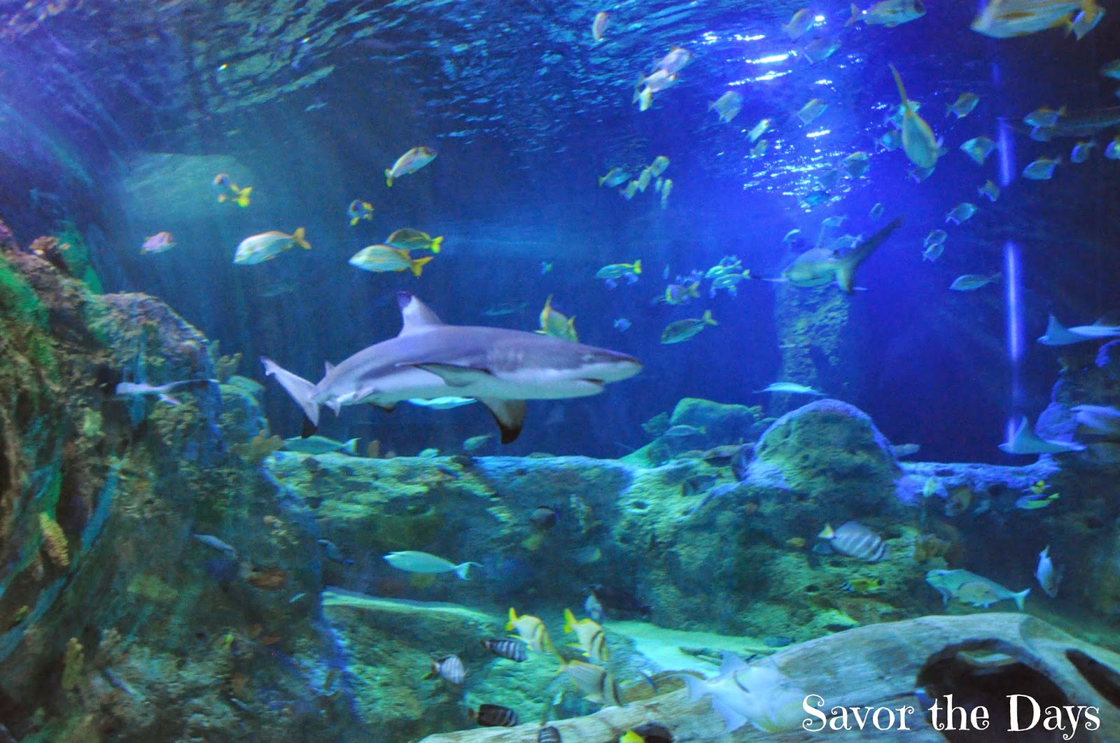 Savor The Days: Turtle Fest at SeaLife Aquarium