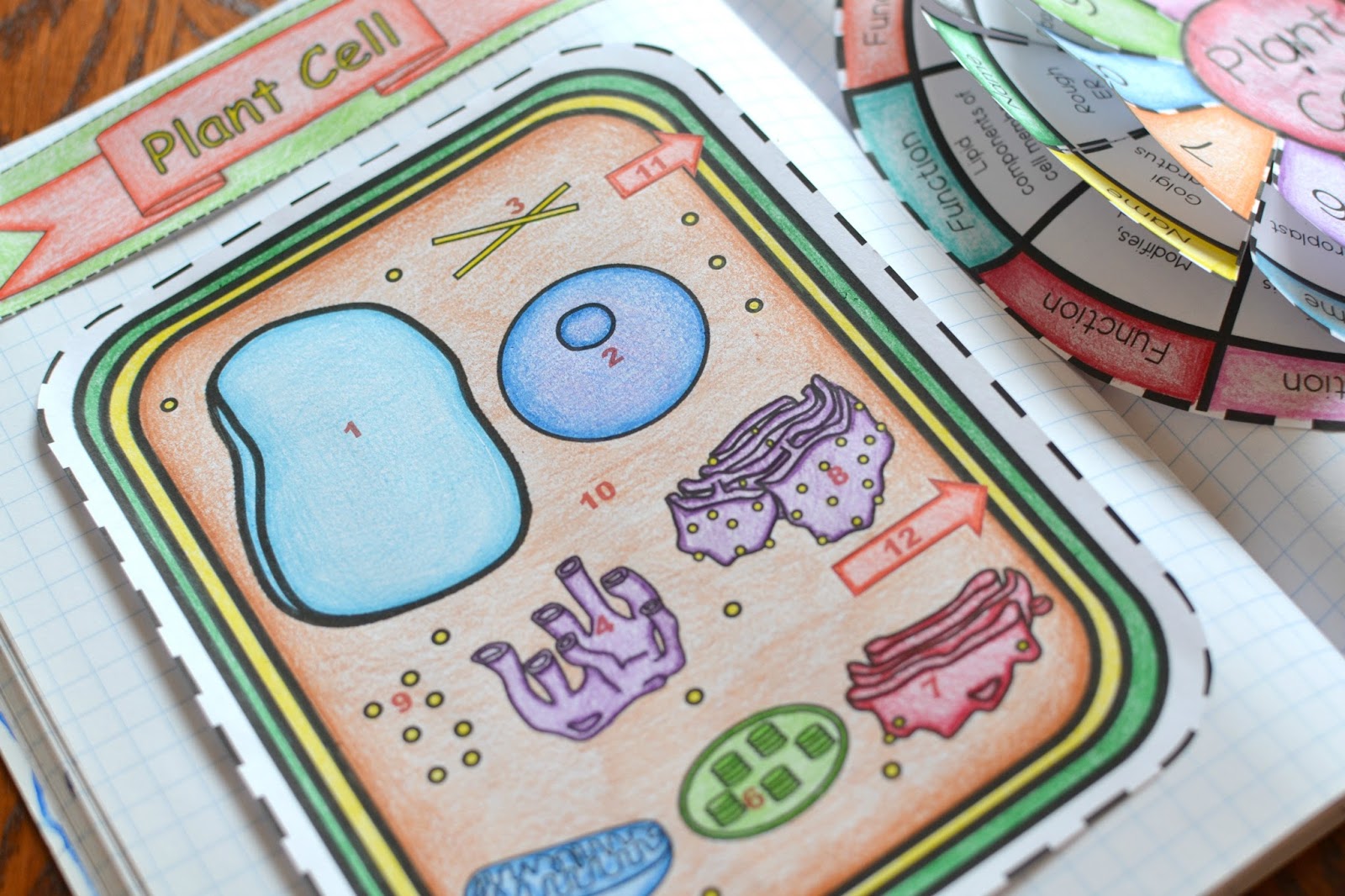 Math in Demand: Plant Cell Foldable