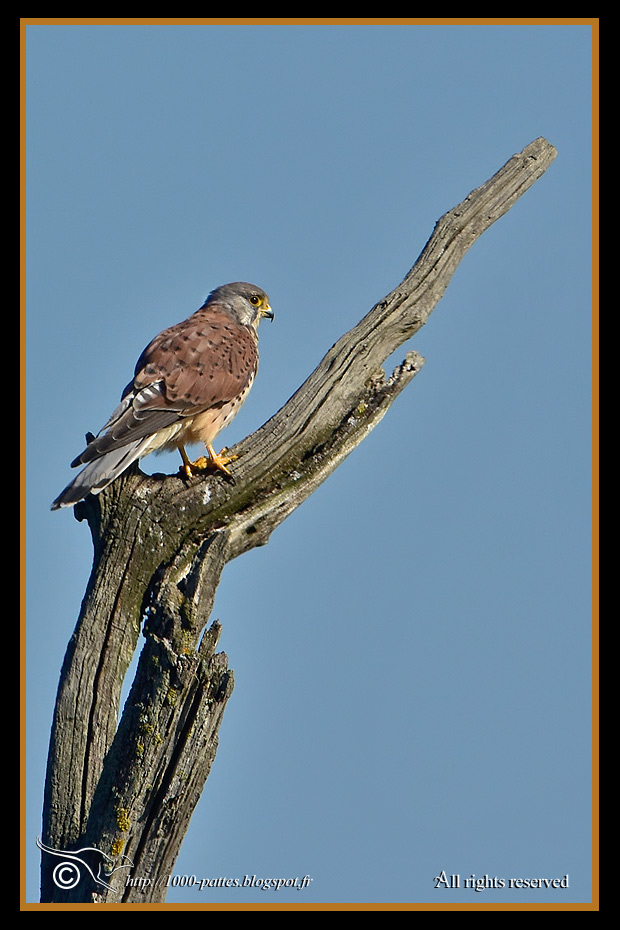 WILDLIFE GATEWAY: Le Coucou gris et Faucon crécerelle