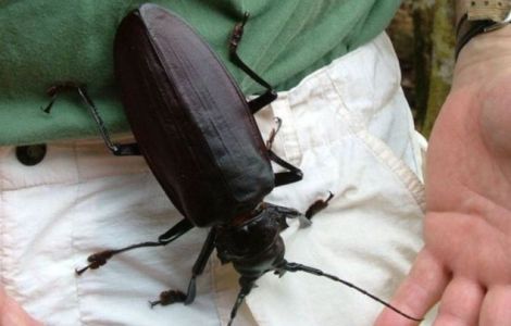 Najveca buba na svetu moze da "pregrize" olovku na dva dela (FOTO ...