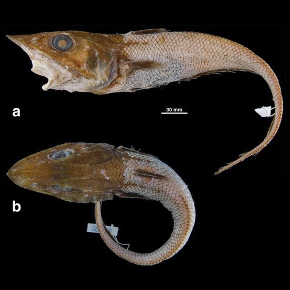 Species New to Science: [Ichthyology • 2017] Coelorinchus okamurai • A ...