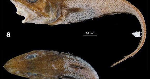 Species New to Science: [Ichthyology • 2017] Coelorinchus okamurai • A ...